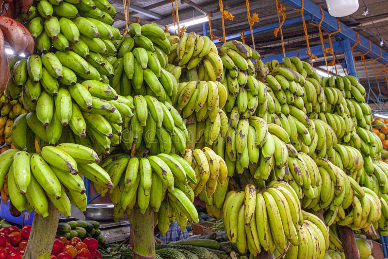 Assortment Od the Different Kinds of Bananas in Kerala Stock Image ...