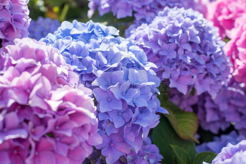 Assortment of Pink and Purple Hydrangeas Close Up. Stock Image - Image ...