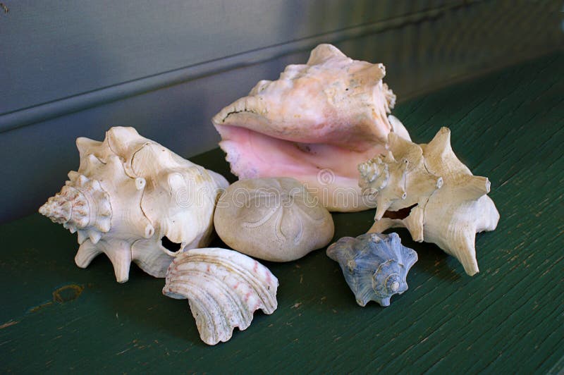 Assortment of Sea Shells stock photo. Image of nature - 56928100