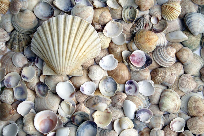 Assortment of seashells stock image. Image of desert, emotive - 2724435