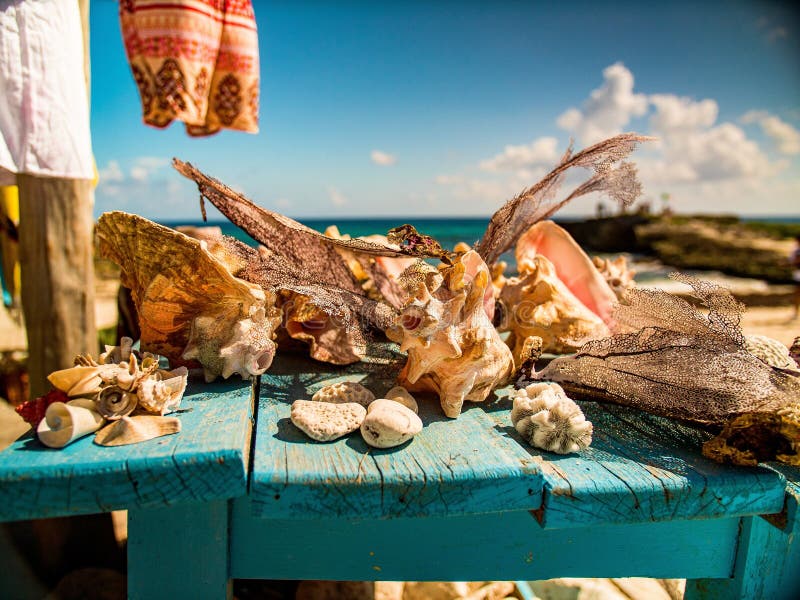 Assortment of Seashells and Beach Items Stock Photo - Image of items ...