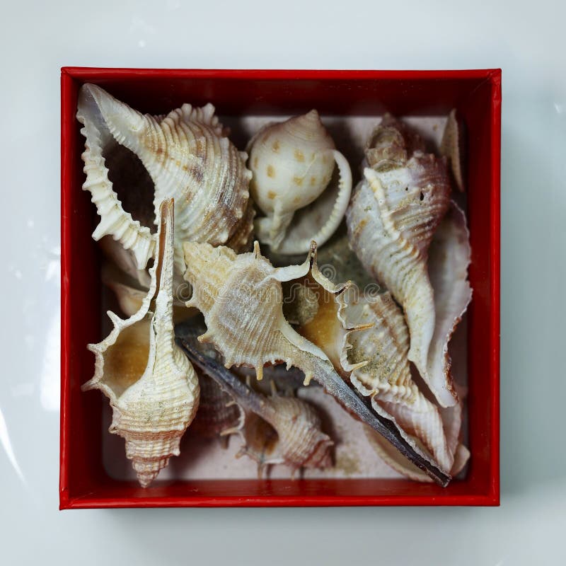 Assortment of Seashells in a Box Stock Image - Image of white ...