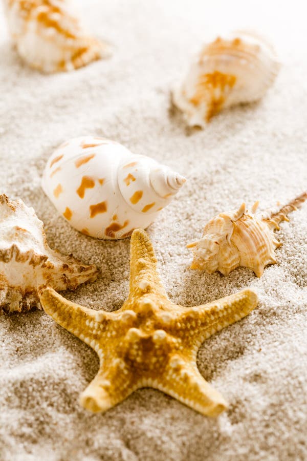 Assortment of Seashells on Sand. Concept of Holiday, Beach and Summer ...