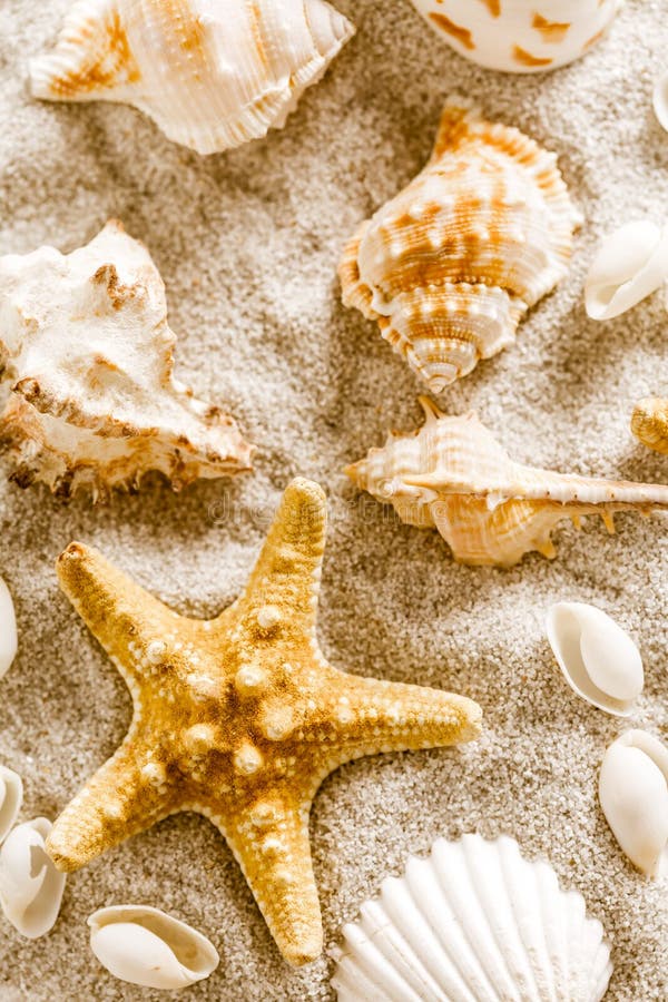Assortment of Seashells on Sand. Concept of Holiday, Beach and Summer ...