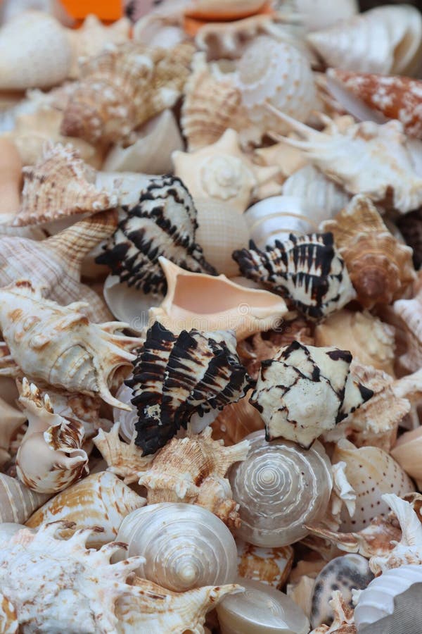 Assortment of Seashells of Various Sizes Stock Photo - Image of nature ...