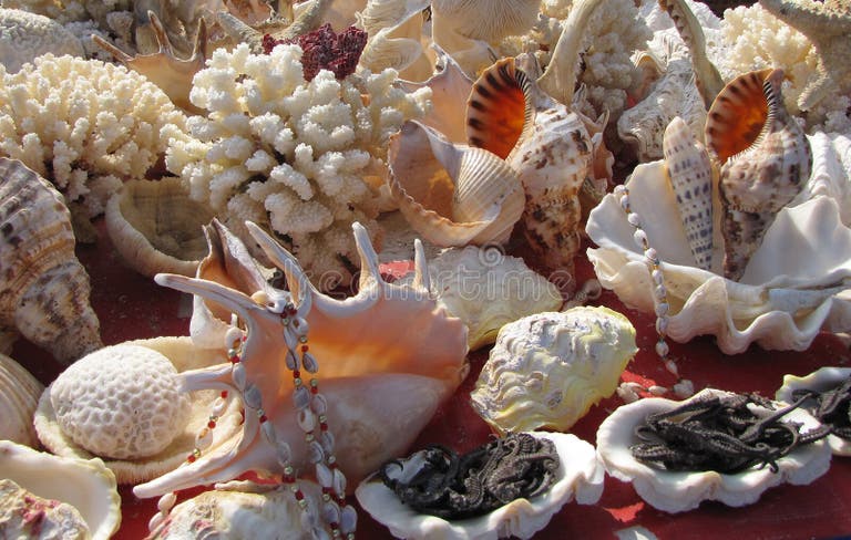 Assortment of Shells and Coral Stock Image - Image of background ...