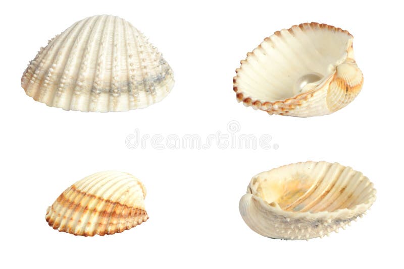 Assortment of shells stock image. Image of travel, shuck - 39267759