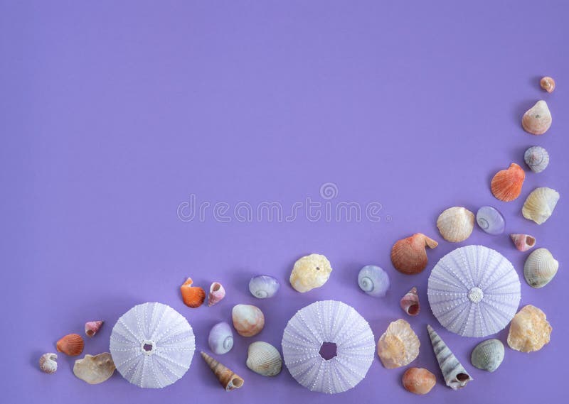 Assortment of Shells on Purple Background Stock Image - Image of cream ...
