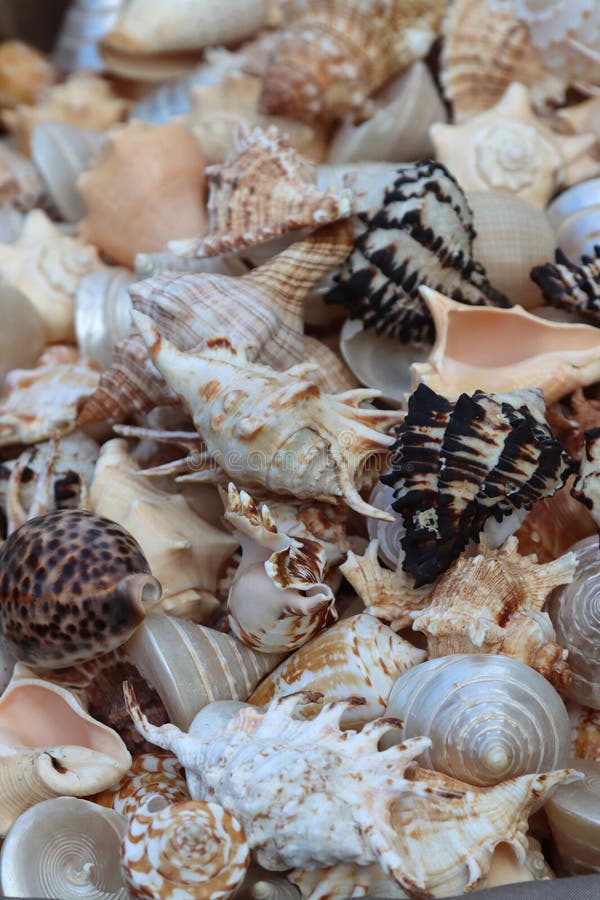 Assortment Shells Various Sizes Mediterranean Sea Colors Stock Photos ...