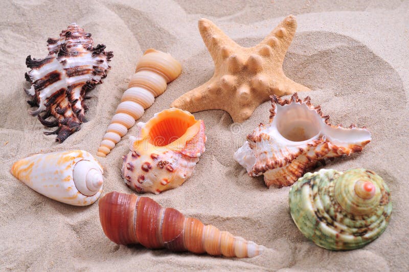 Starfish and Seashells stock image. Image of orange, sunrise - 2675901