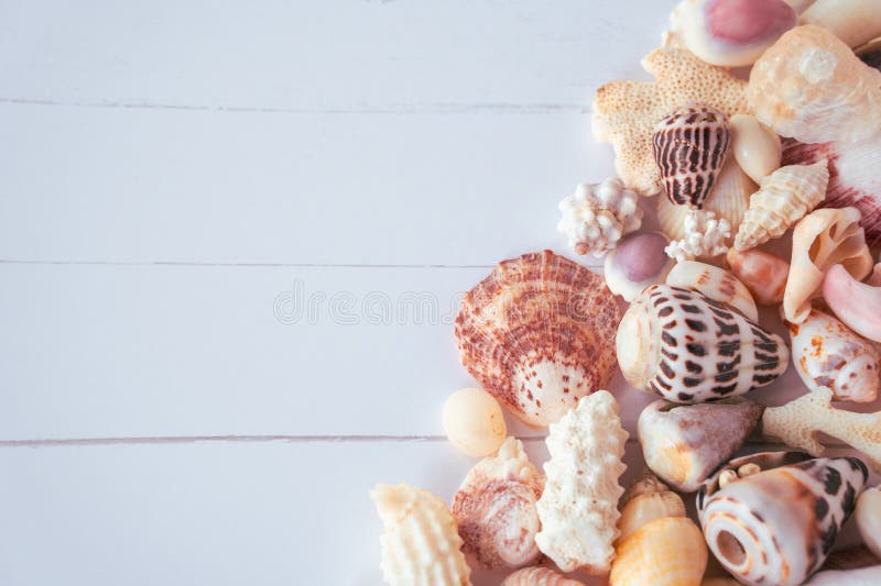 Assortment of Tropical Sea Shells from Above Stock Image - Image of ...