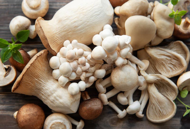 Assortment of Various Mushrooms Stock Photo - Image of fungus, organic ...
