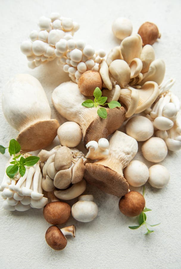 Assortment of Various Mushrooms Stock Photo - Image of fungus, organic ...