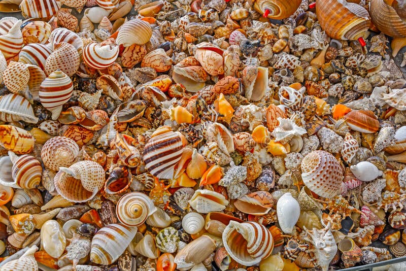Asssorted sea shells stock photo. Image of retail, natural - 75716362