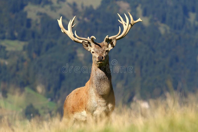 Asta real foto de archivo. Imagen de animal, alces, salvaje - 49545516