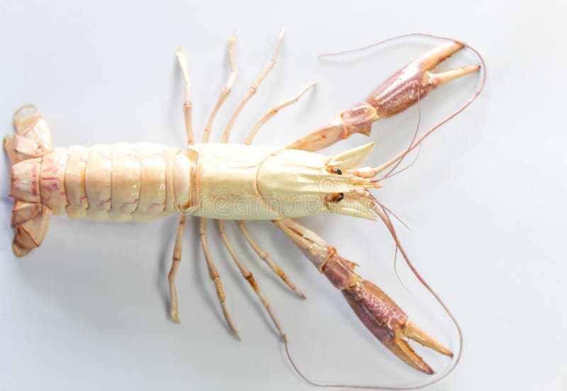 Astacoidea Isolated With White Background. Stock Photo - Image of ...