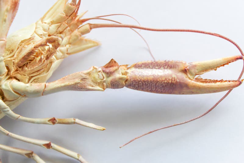 Astacoidea Isolated with White Background. Stock Photo - Image of crab ...