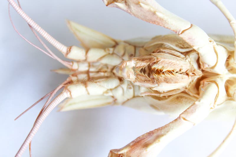 Astacoidea Isolated With White Background. Stock Photo - Image of ...