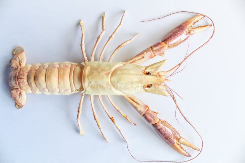 Astacoidea Isolated with White Background. Stock Photo - Image of ...