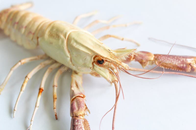 Astacoidea Isolated with White Background. Stock Photo - Image of ...