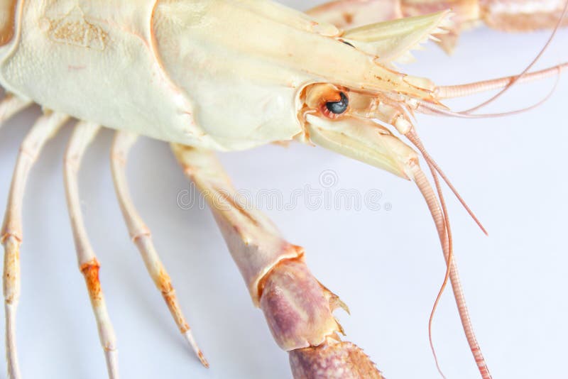 Astacoidea Isolated with White Background. Stock Image - Image of ...