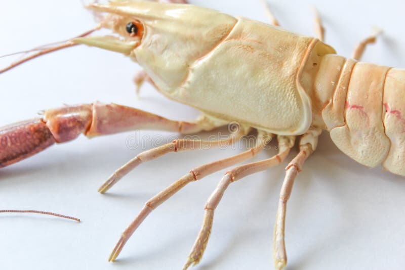 Astacoidea Isolated with White Background. Stock Photo - Image of ...