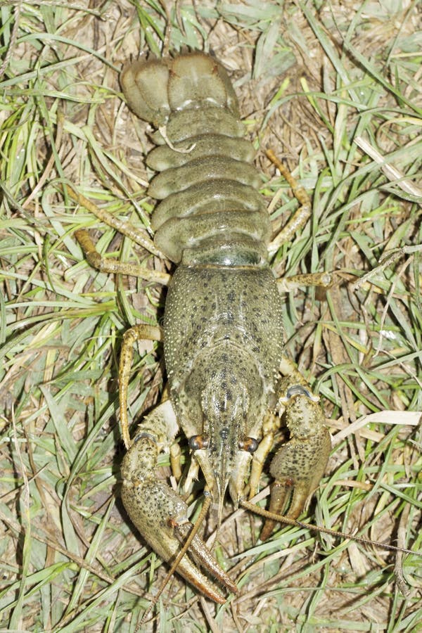 River Crayfish / Astacus Fluviatilis Stock Photo - Image of armor ...