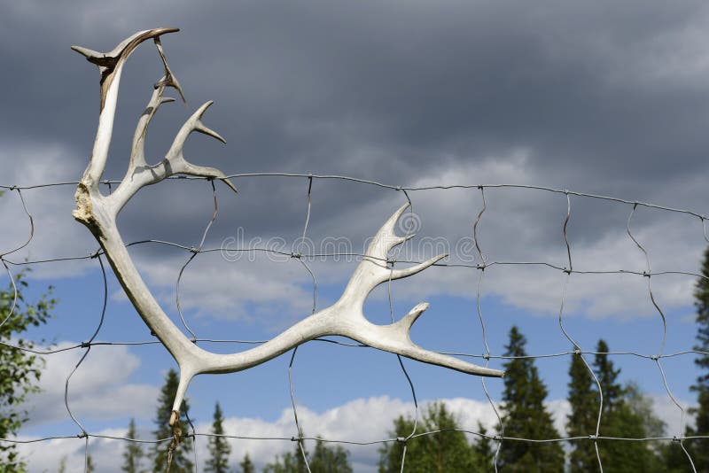 Astas De Los Ciervos En La Nieve Imagen de archivo - Imagen de cuckold ...