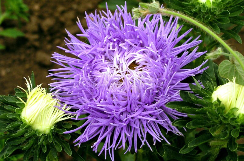 Aster 1 stock photo. Image of flora, aster, wonderful, beautiful - 126834
