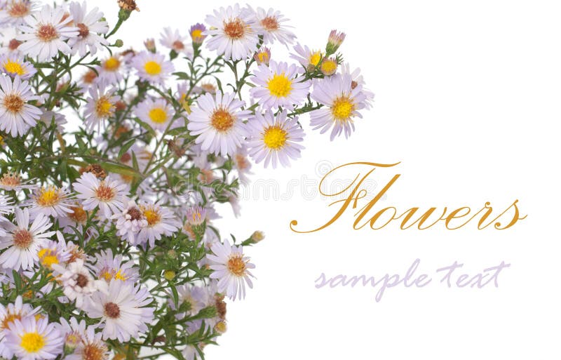 Aster stock photo. Image of aster, diplopappus, garden - 21543672