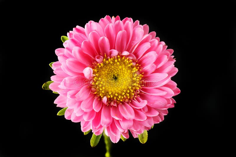 Aster against black stock photo. Image of flower, aster - 296848272
