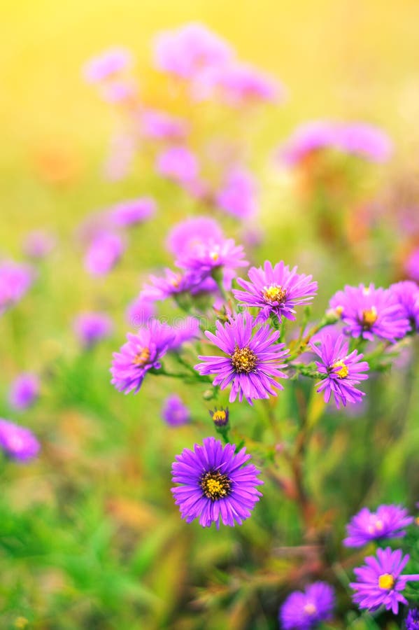 Aster Alpinus Alpine Aster in Late Autumn at Sunset Stock Photo - Image ...
