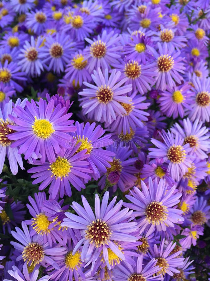 Violet Autumn Flower & X28;aster& X29; Stock Image - Image of flower ...