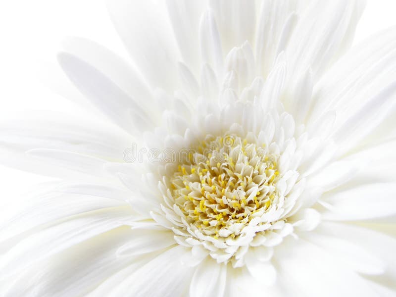 Aster blanco imagen de archivo. Imagen de verano, blanco - 2918453