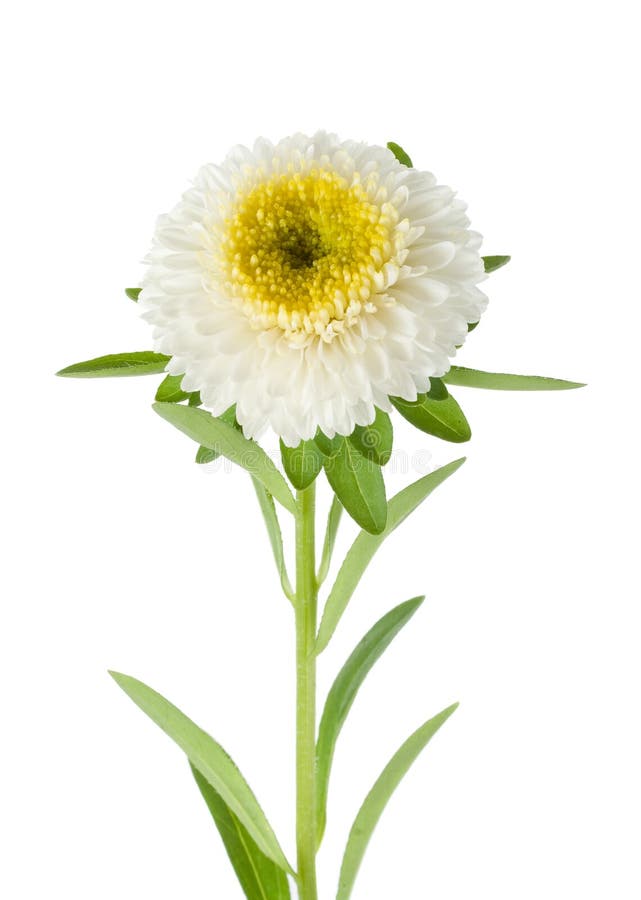 Aster blanco aislado imagen de archivo. Imagen de planta - 12979089