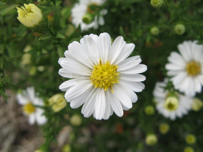 Aster blanco de la Virgen imagen de archivo. Imagen de belleza - 131928089