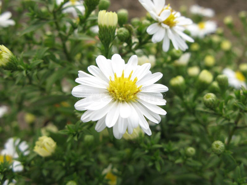 Aster blanco foto de archivo. Imagen de florete, verde - 131896538