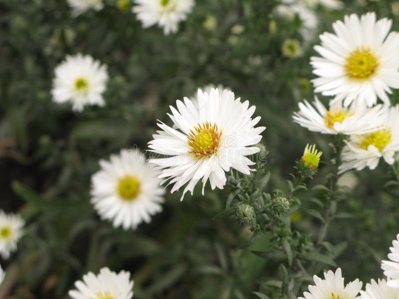 Aster blanco de la Virgen foto de archivo. Imagen de virginal - 131928500