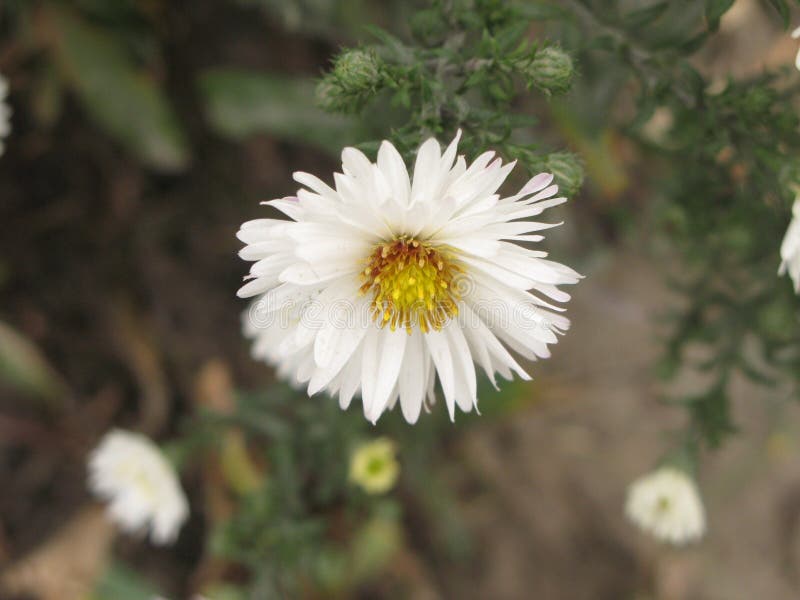 Aster blanco de la Virgen imagen de archivo. Imagen de florecimiento ...