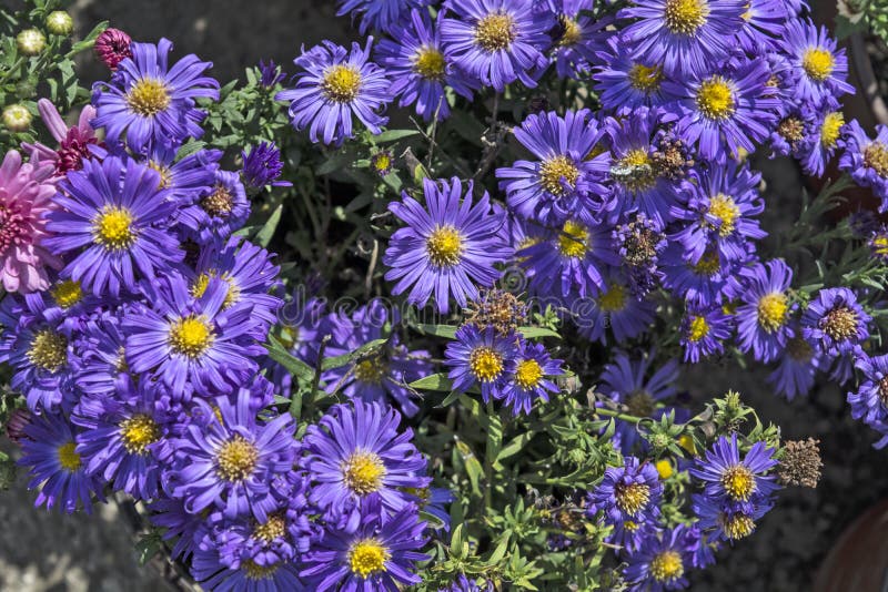 Tongolensis Bluastro Dell'aster, Compositae Della Famiglia Due Fiori ...