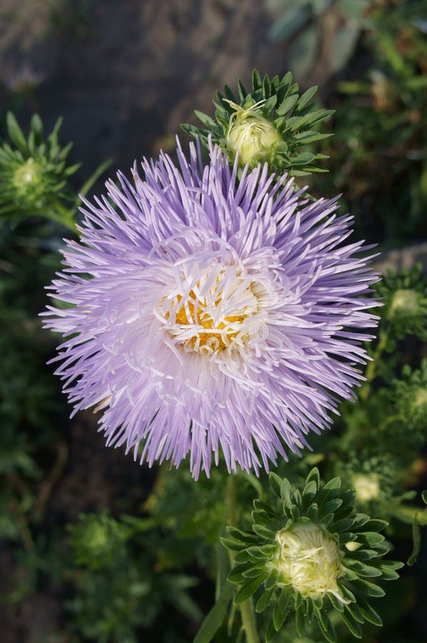 Aster Callistephus Needle Young White-violet Flower and Buds Stock ...