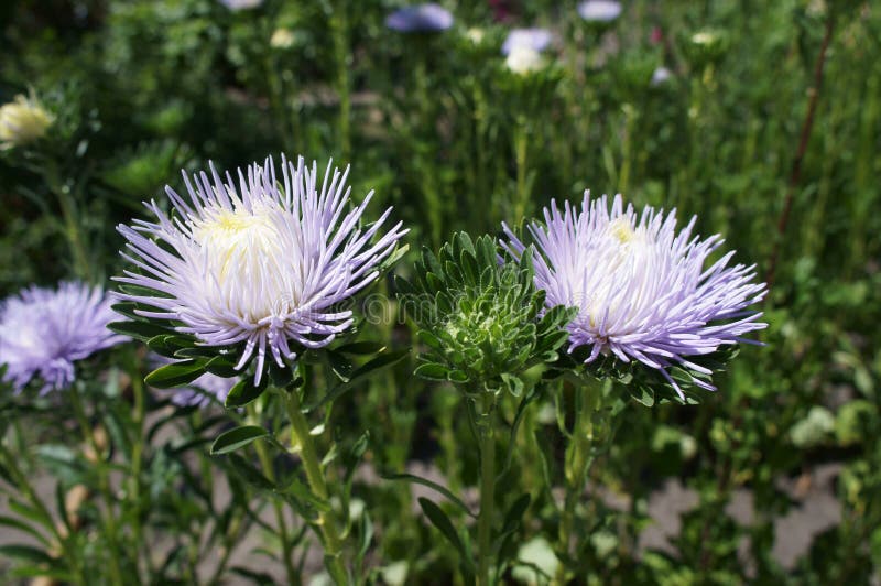 Aster Callistephus Needle Young White-violet Flowers and Bud Stock ...