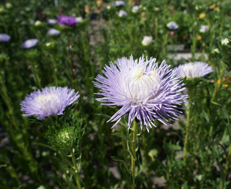 Aster Callistephus Needle Young White-violet Flower Stock Image - Image ...