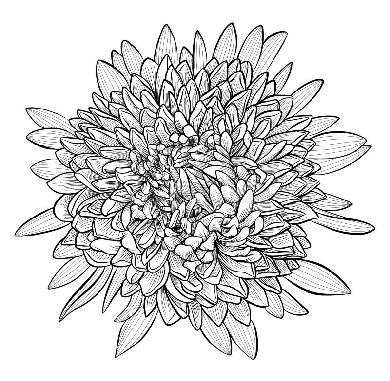 Aster or Chrysanthemum Sketch. a Lush Flower. Element. the Drawing is ...