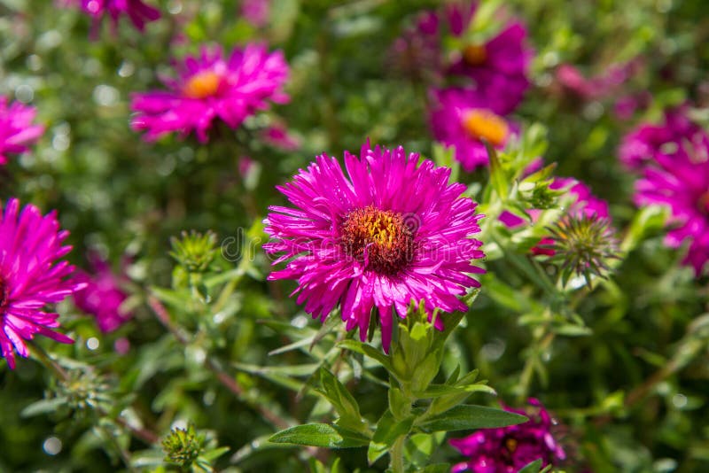 Aster daisy flower stock image. Image of flower, ornamental - 179774053