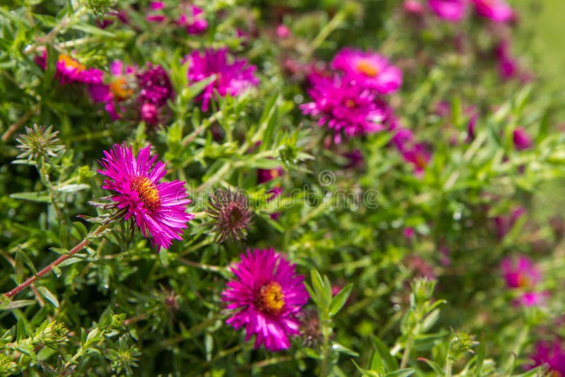 Aster daisy flower stock image. Image of countryside - 179774097
