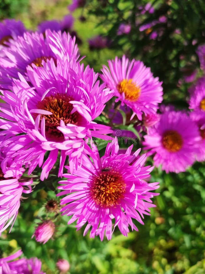 Aster Dumosus, Bright Pink Flowers, Sunshine, Light Stock Photo - Image ...