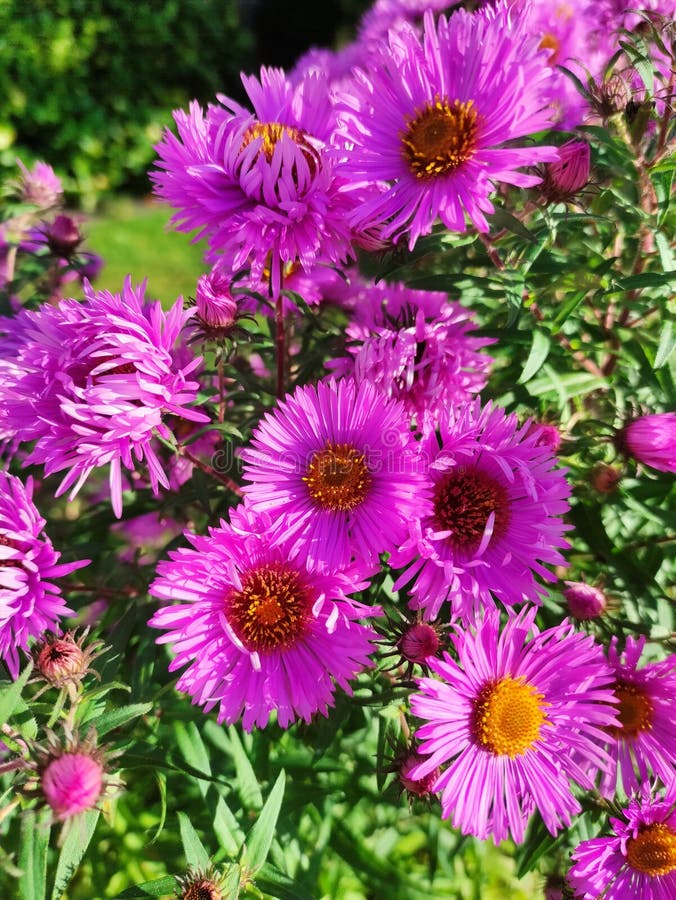 Aster Dumosus Fleurs Rose Vif Soleil Photo stock - Image du soleil ...