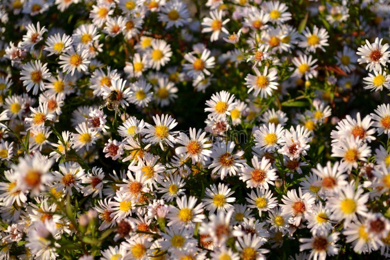 Aster field stock photo. Image of wild, bunch, pose, beautiful - 35892954