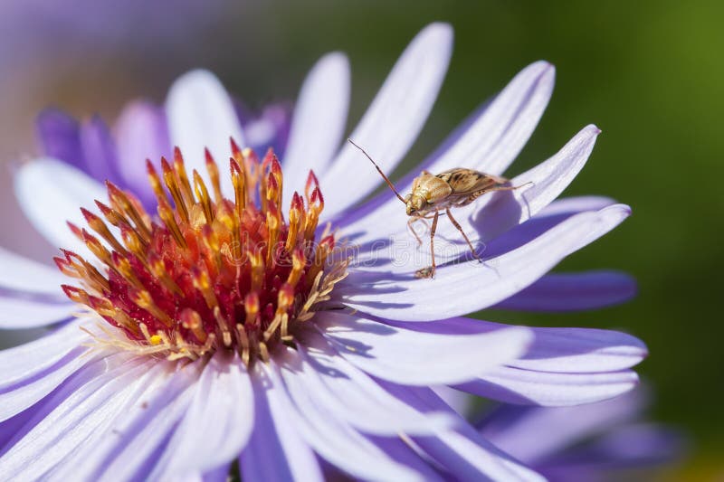 Aster Flower Assassin Bug Stock Photos - Free & Royalty-Free Stock ...